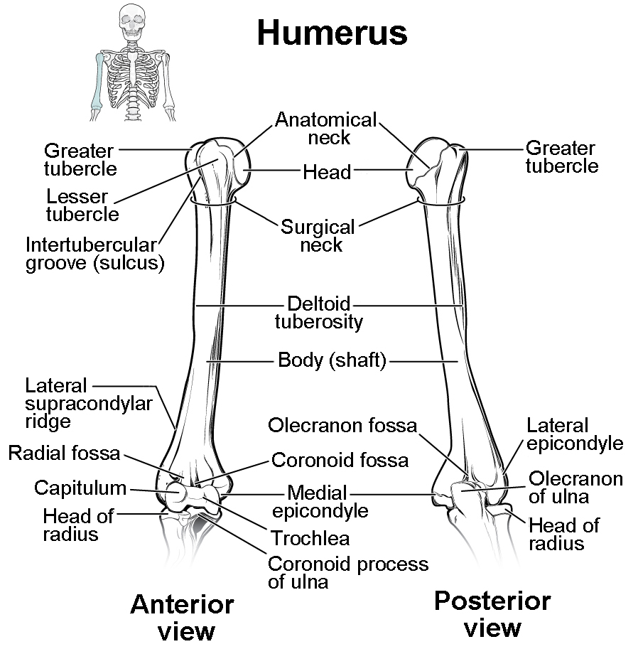 Bones Of The Upper Limb Anatomy And Physiology I