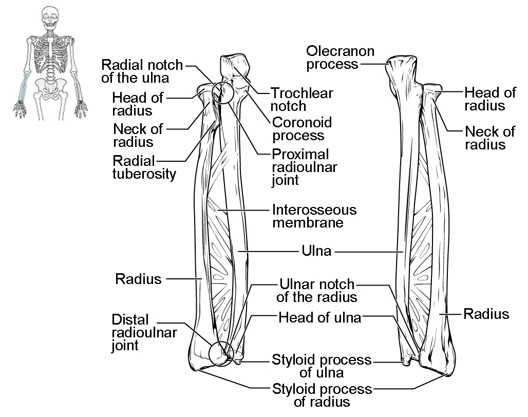 What Are The Two Bones In The Lower Arm Called What Are The Two Bones In The Lower Arm Called