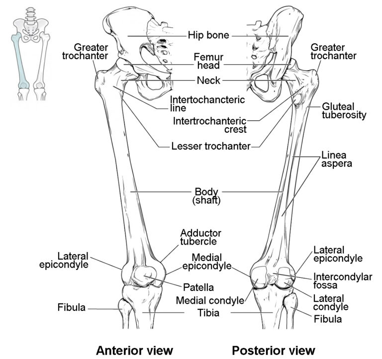 Alaraajan Luut Anatomia Ja Fysiologia I Carlos Ramirez