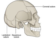 Classification of Joints | Anatomy and Physiology I
