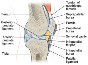 Synovial Joints | Anatomy and Physiology I