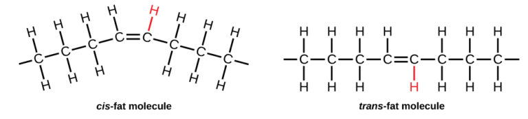 Lipids | Biology for Non-Majors I