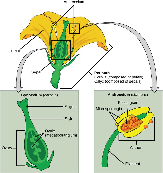 Angiosperms Boundless Biology