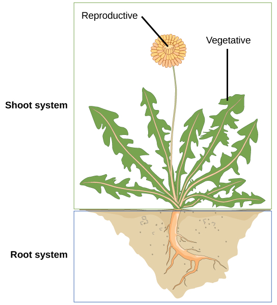The Plant Body Boundless Biology