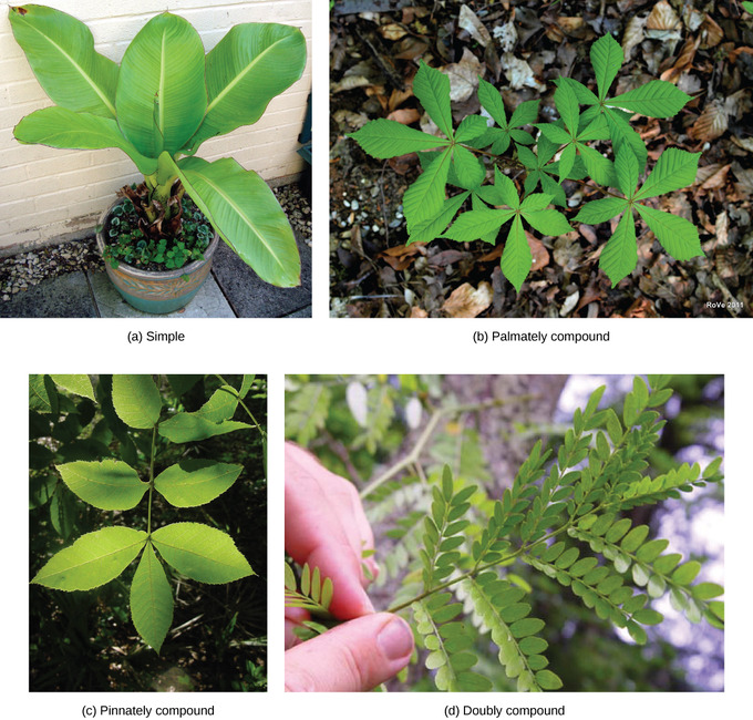 Doubly Compound Leaf Doubly Compound Leaf