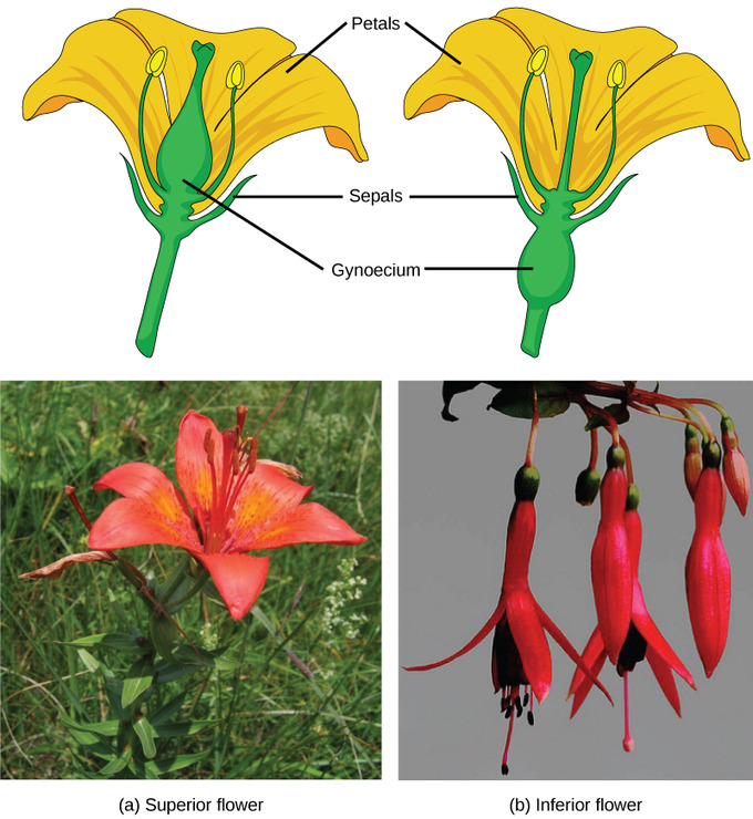 Male And Female Flower Parts Okra Has Perfect Flowers Male And Female
