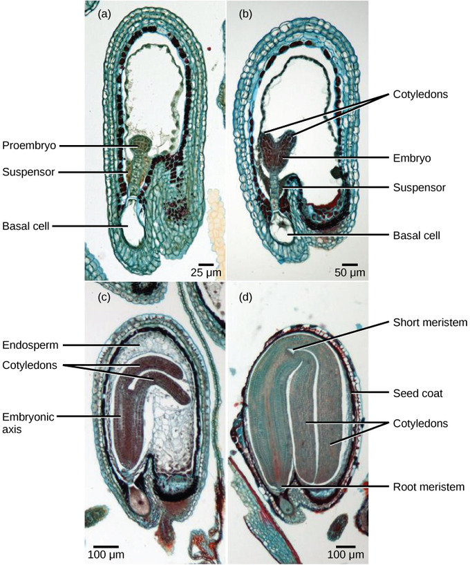 32 7 Pollination And Fertilization Double Fertilization In Plants