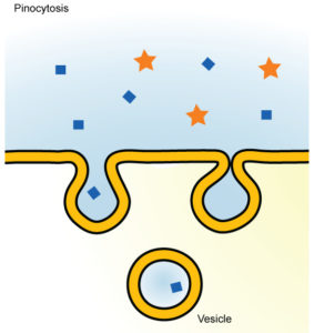 3.3I: Endocytosis - Medicine LibreTexts