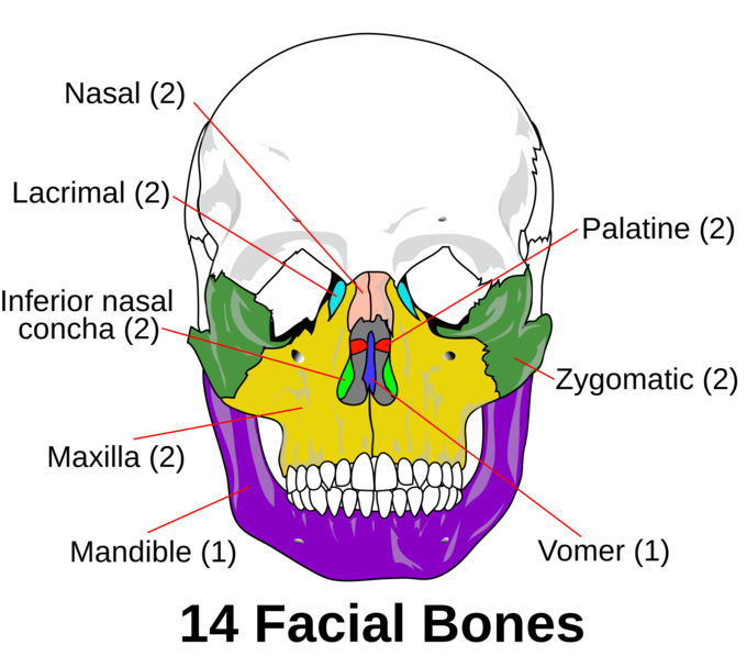 Skull Types Features And Functions Of The Skull Rxharun