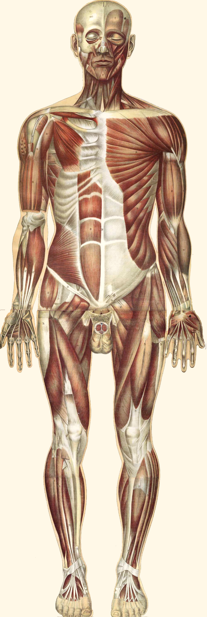 Introduction To Skeletal Muscle Boundless Anatomy And Physiology