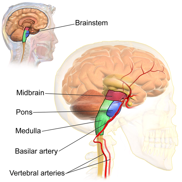 11 4A Functions Of The Brain Stem Medicine LibreTexts