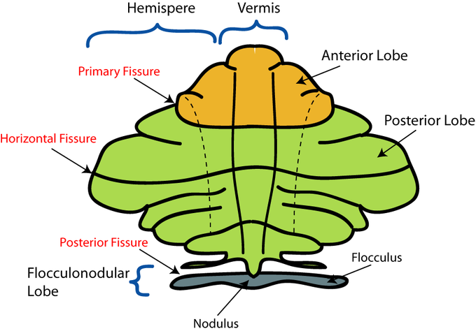 The Cerebellum Boundless Anatomy And Physiology