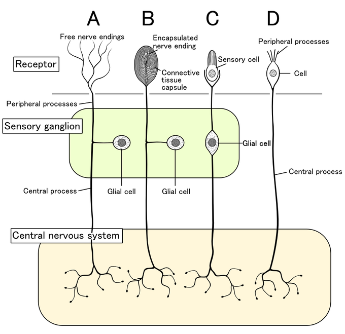 Sensory Receptors Boundless Anatomy And Physiology