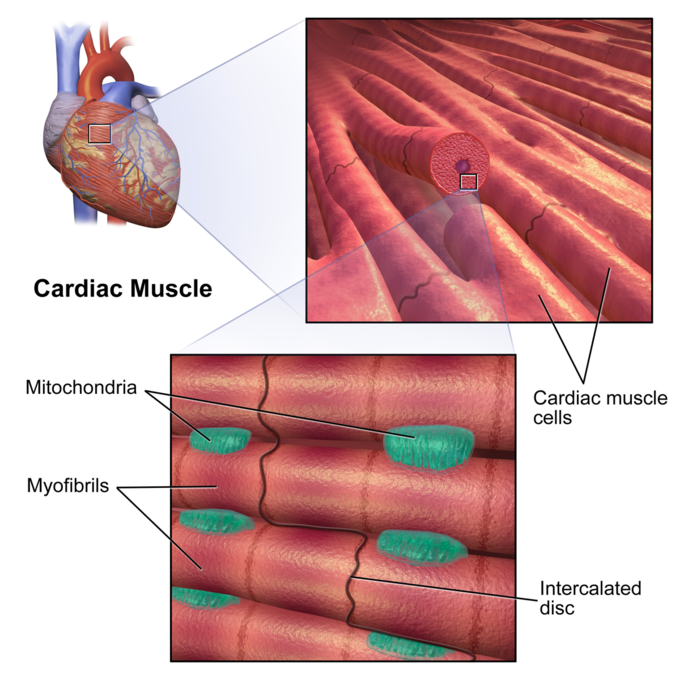 The Heart Boundless Anatomy And Physiology