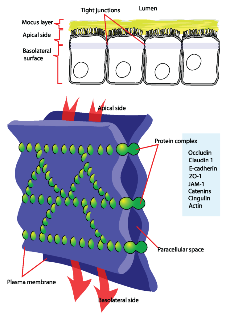5.2A: Tight Junctions - Medicine LibreTexts