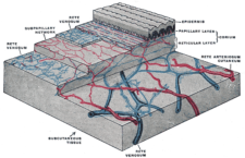 Functions of the Integumentary System | Boundless Anatomy and Physiology