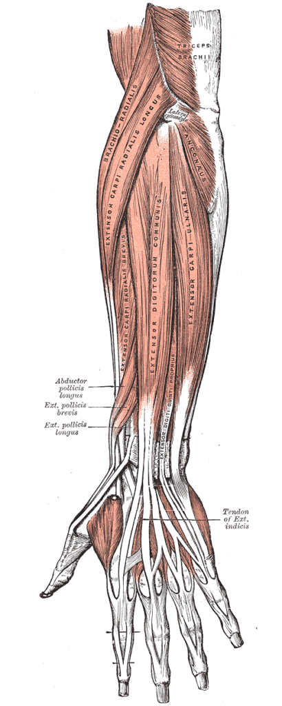 9.9A: Muscles of the Humerus that Act on the Forearm - Medicine LibreTexts