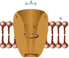 10.5B: Ion Channels - Medicine LibreTexts
