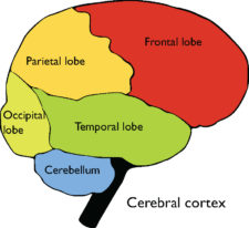 11.7B: Cerebral Lobes - Medicine LibreTexts