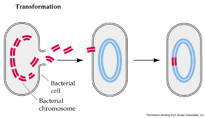 Genetic Transfer In Prokaryotes Microbiology Master 