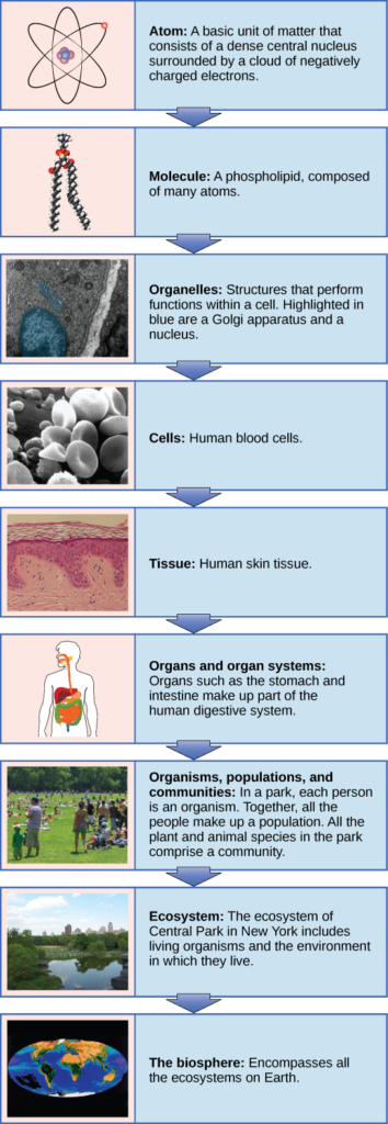 Themes and Concepts of Biology | Biology I