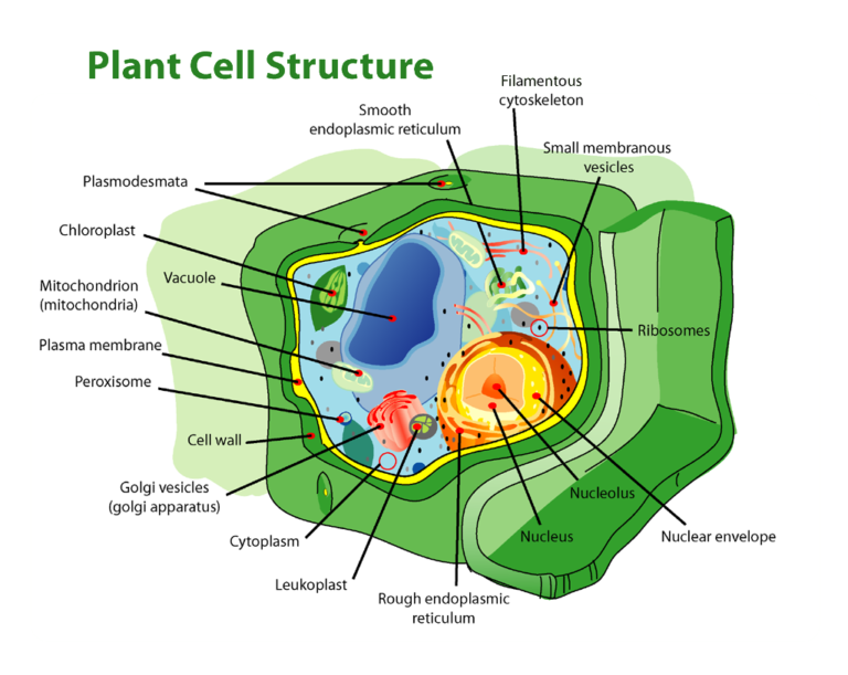 Plant Cell Structure | Biology I
