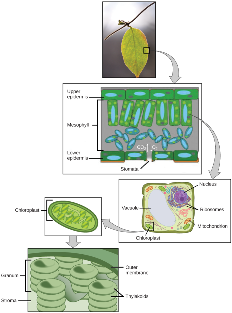 Overview of Photosynthesis | Biology I