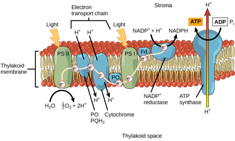 The Light-Dependent Reactions of Photosynthesis | Biology I