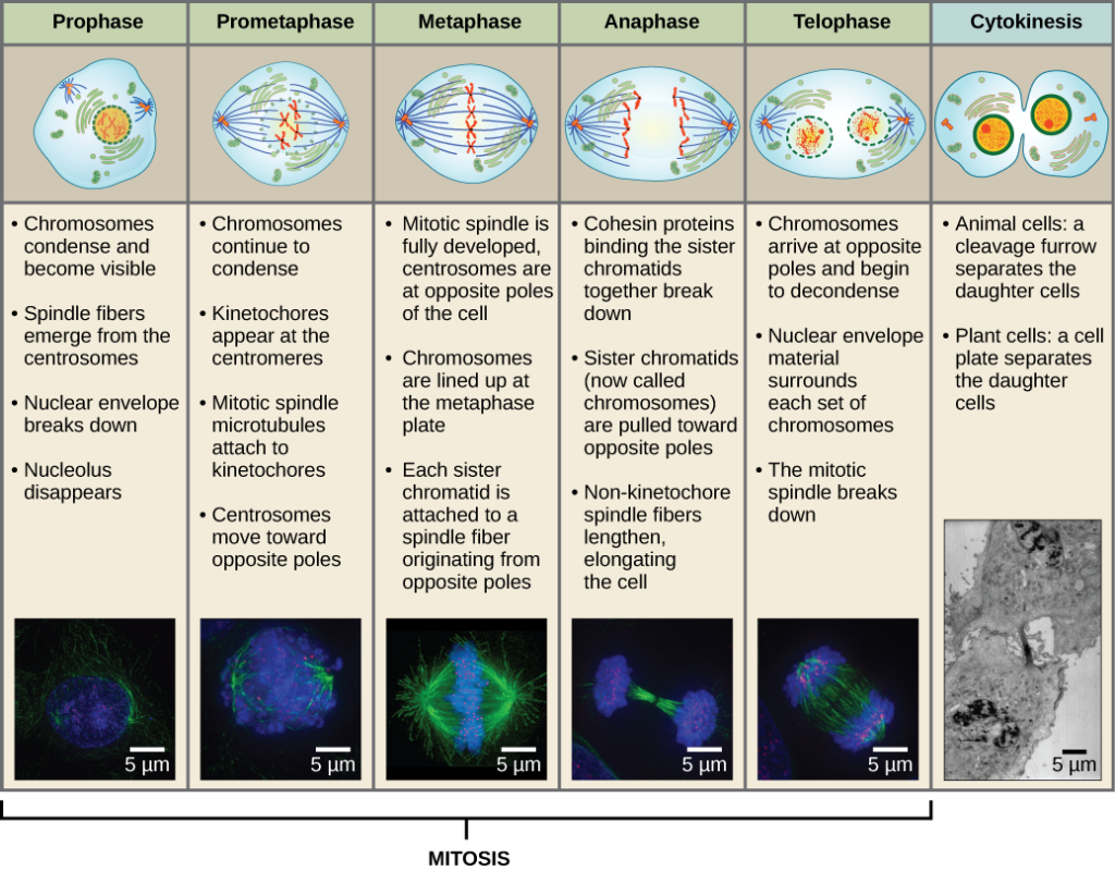 The Cell Cycle Biology I