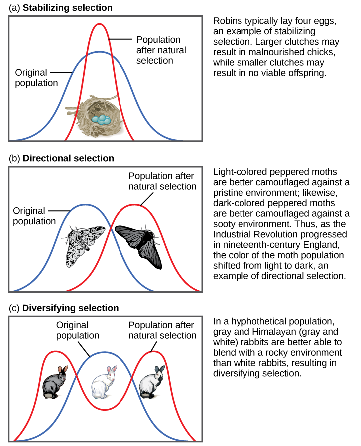 Adaptive Evolution Biology I