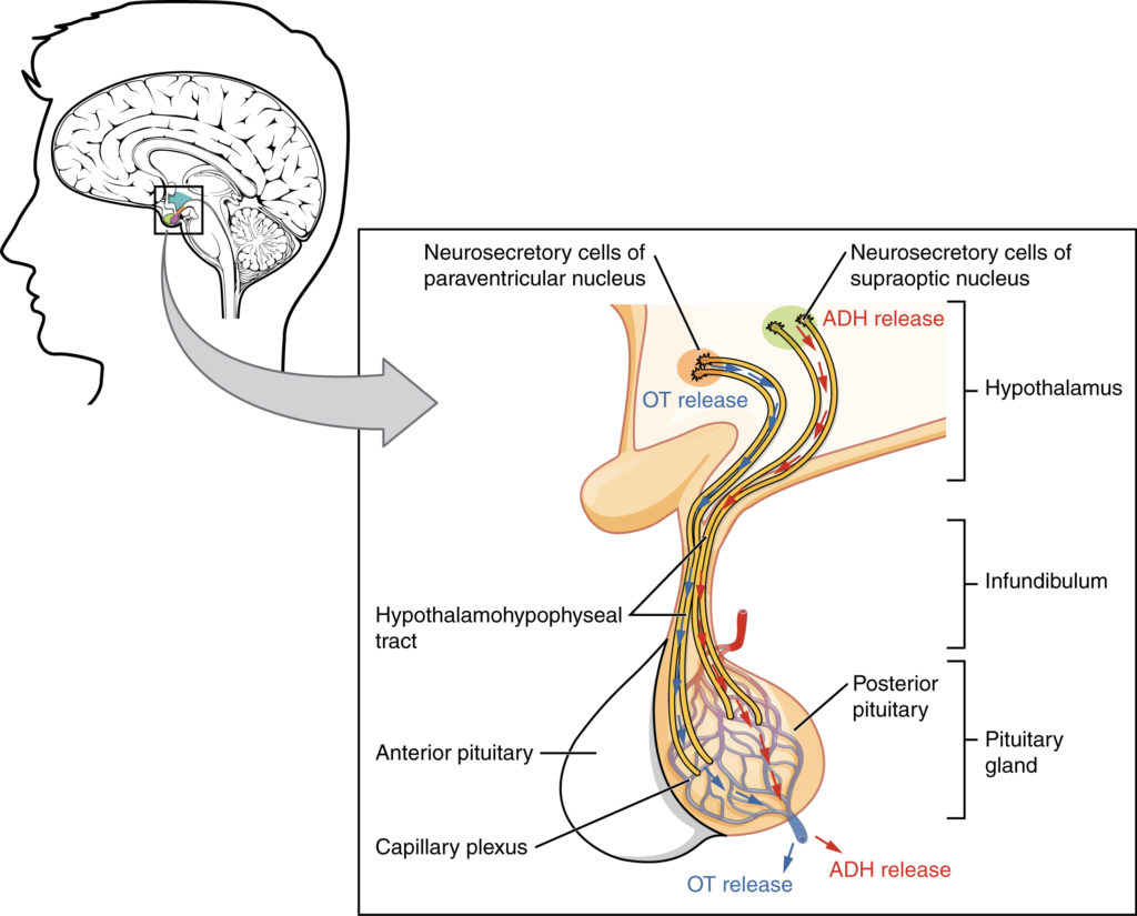 The Pituitary Gland And Hypothalamus Anatomy And Physiology II