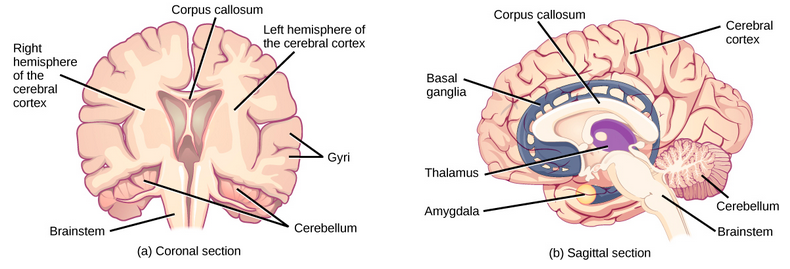 The Central Nervous System | BIO 101