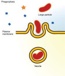 Endocytosis | Biology for Non-Majors I