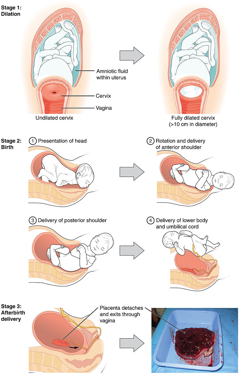 Childbirth Child Development Childbirth Child Development