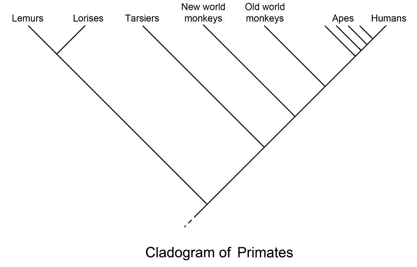 2 Primate Classification The History Of Our Tribe Hominini 2 Primate Classification The History Of Our Tribe Hominini