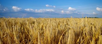 Dry Climates (Group B) | Physical Geography