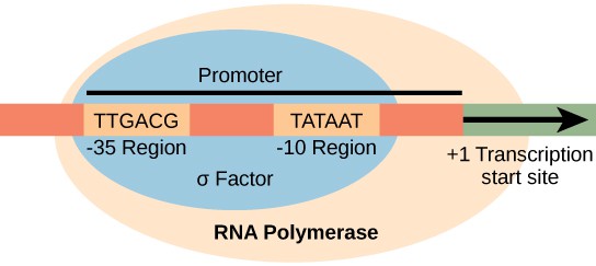 Prokaryotic Transcription Openstax Biology