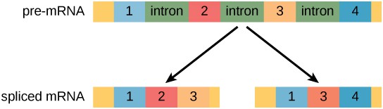 Eukaryotic Post-transcriptional Gene Regulation | OpenStax: Biology