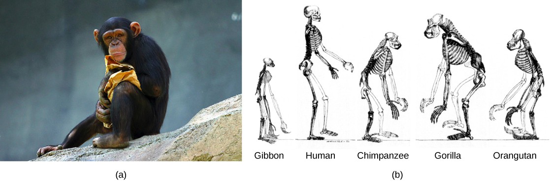 The Evolution of Primates | OpenStax: Biology