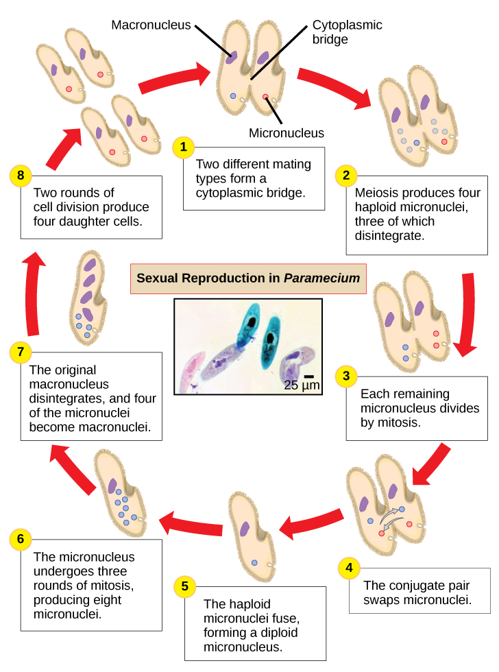 Groups Of Protists Biology For Non Majors II Groups Of Protists Biology For Non Majors II