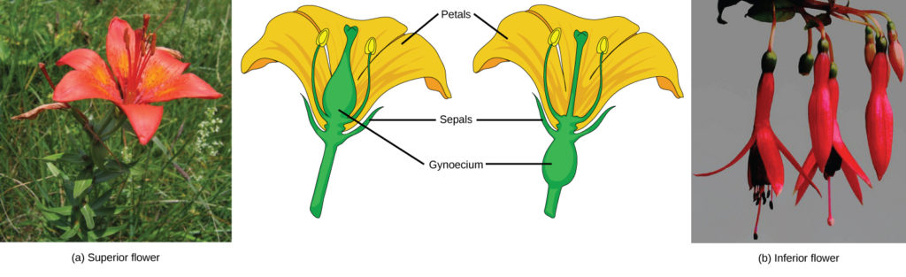 Flower Structure Fundamentals Of Biology I
