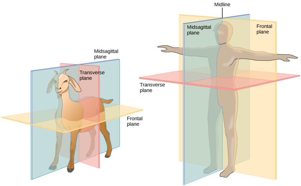 Body Plans Biology For Non Majors II Body Plans Biology For Non Majors II