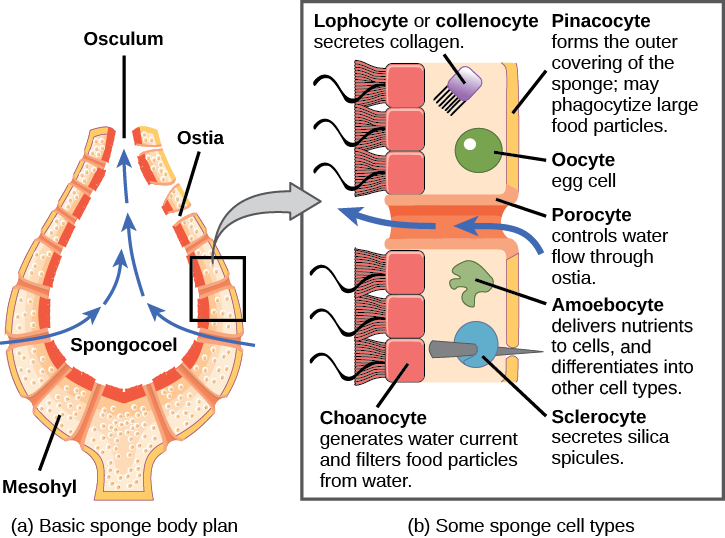 Morphology Of Sponges Biology For Non Majors II Morphology Of Sponges Biology For Non Majors II