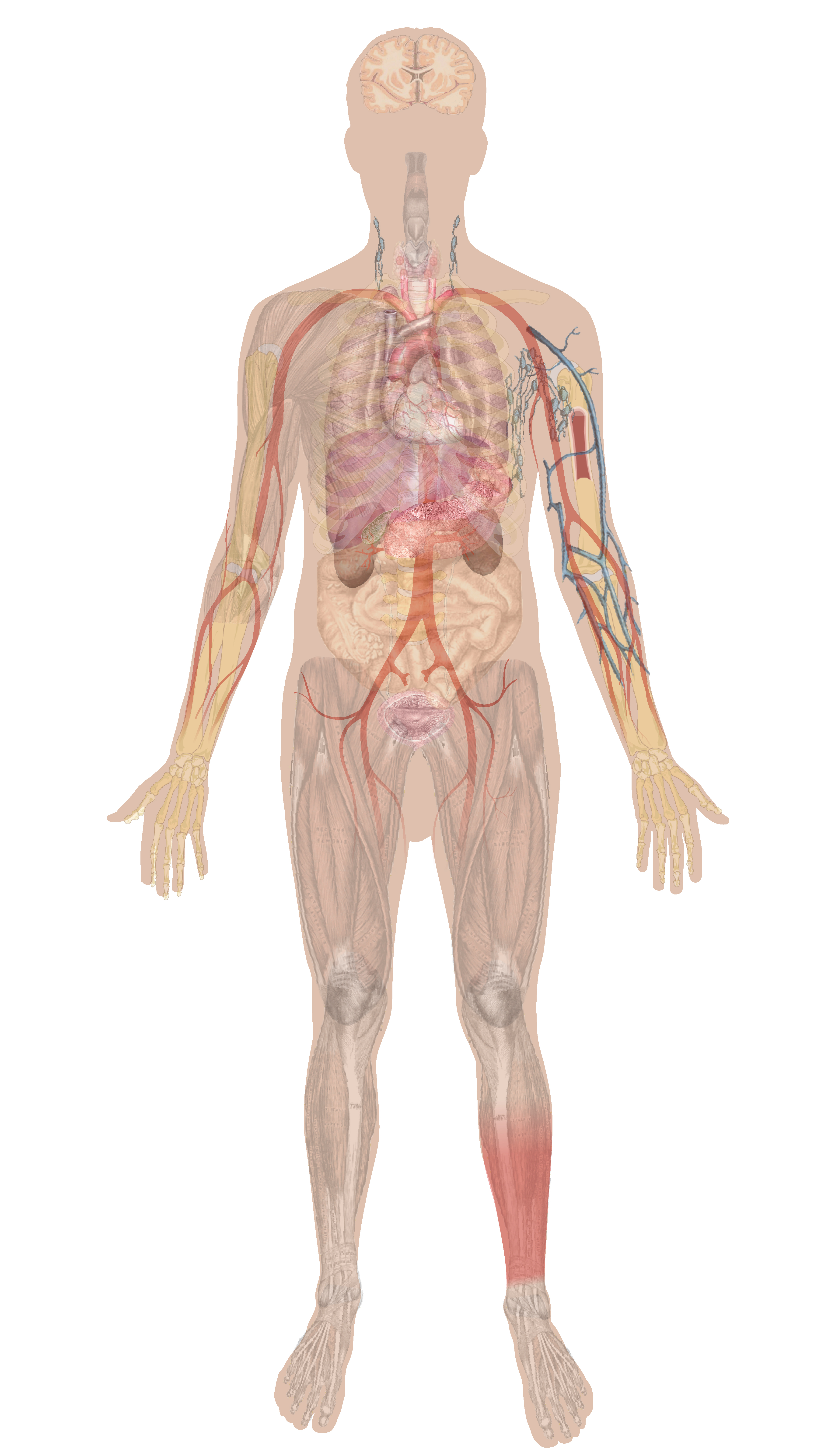 Why It Matters Overview Of Body Systems Biology For Non Majors II