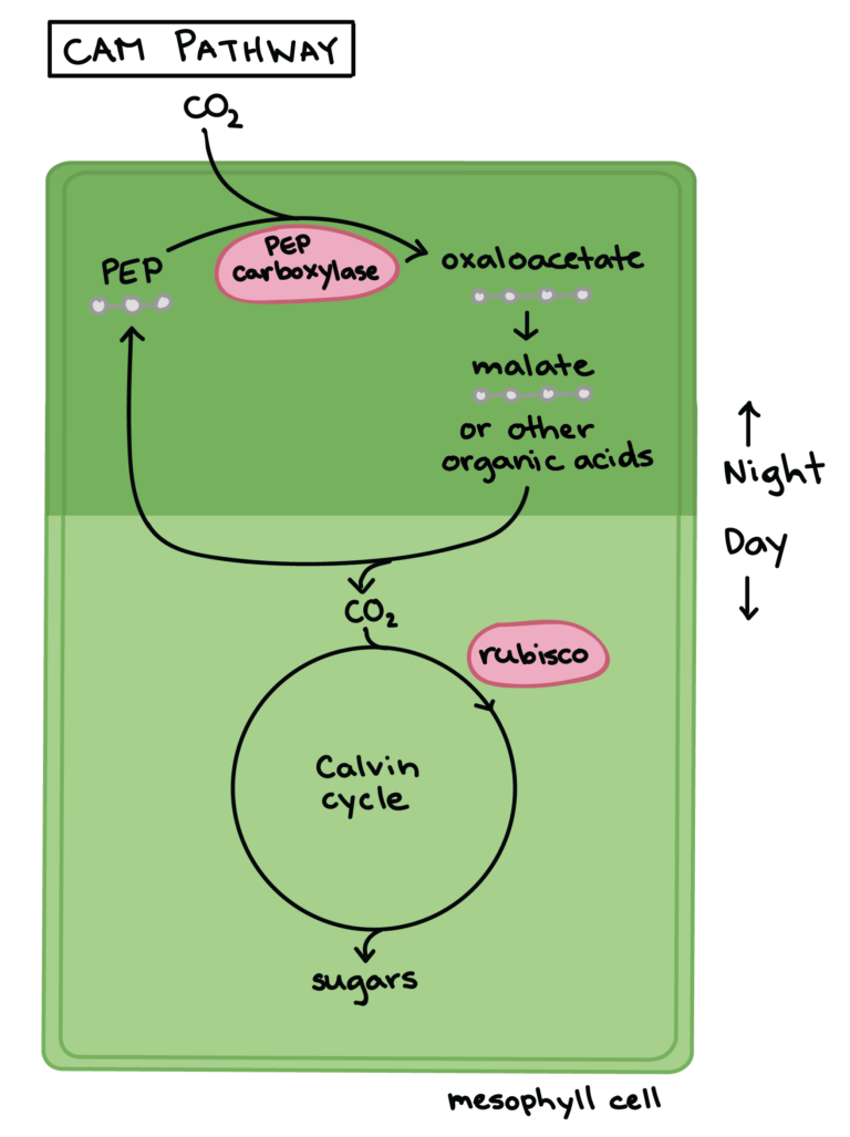 Plant Photorespiration | Biology for Non-Majors II
