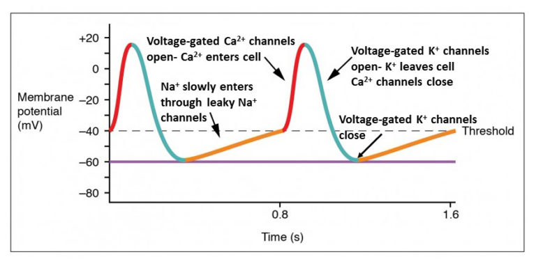 Cardiac Muscle and Electrical Activity | Anatomy and Physiology II