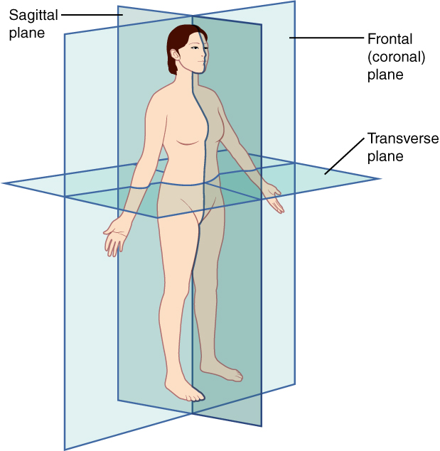 Anatomical Terminology Anatomy And Physiology I Anatomical Terminology Anatomy And Physiology I