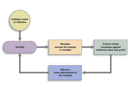 Feedback Loops Anatomy And Physiology I