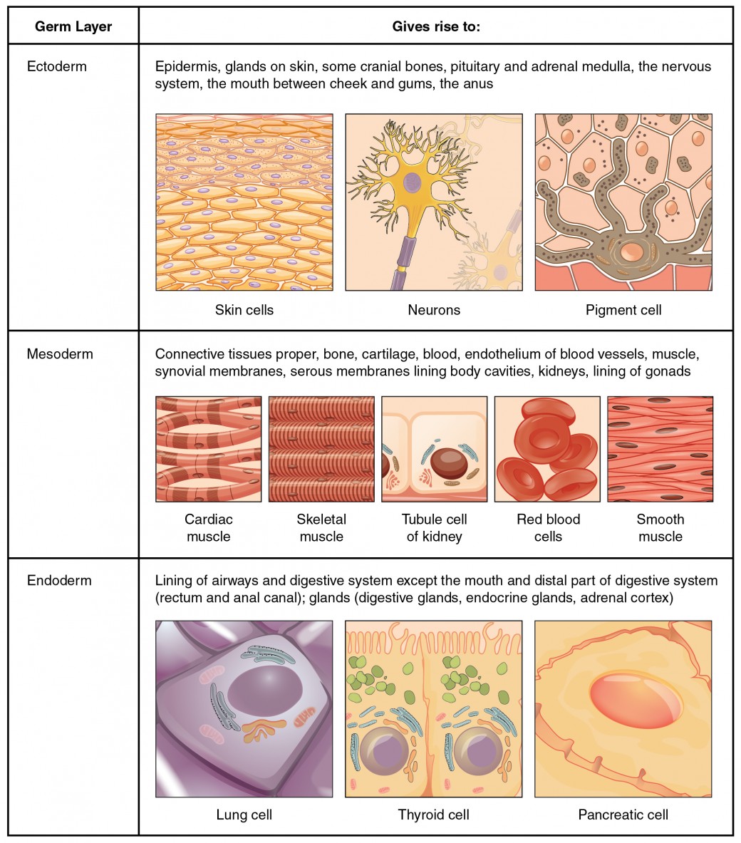Types Of Tissues Anatomy And Physiology I