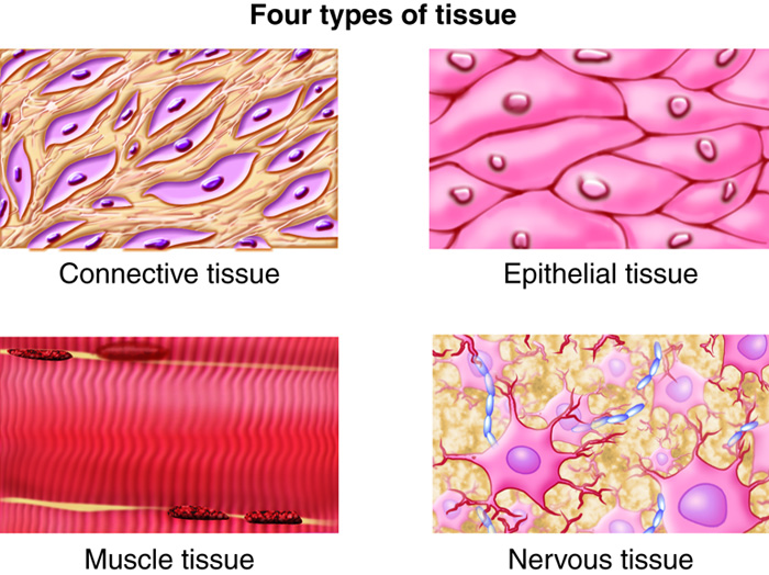Higher Order Structures Tissues Organs Organ Systems Anatomy And 